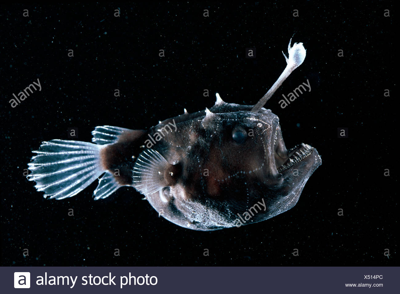 Deep Sea Anglerfishes High Resolution Stock Photography and Images - Alamy