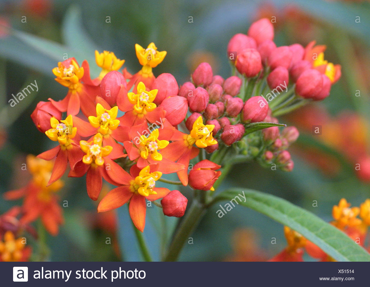 Lau Flower High Resolution Stock Photography and Images - Alamy