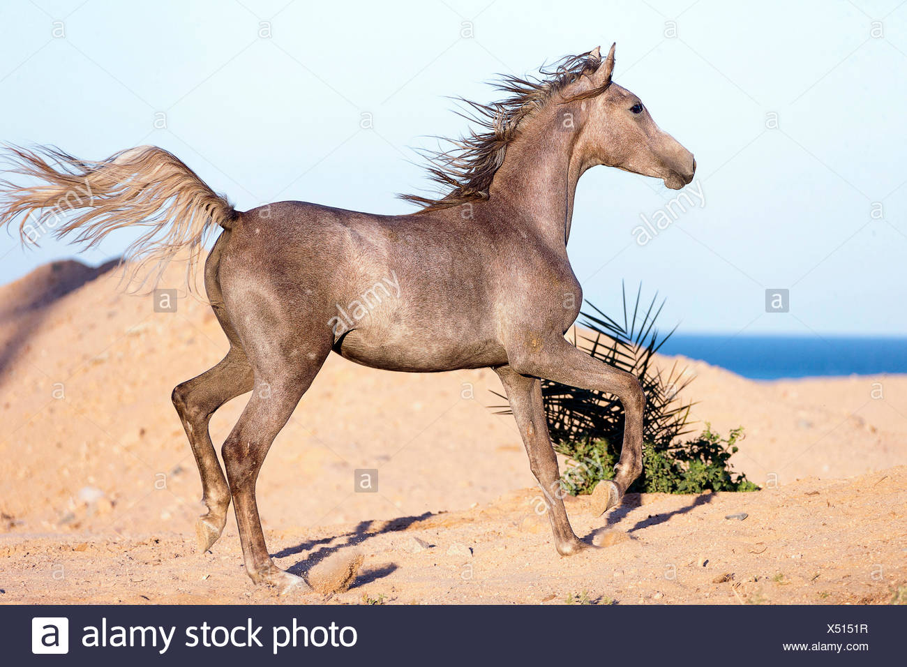 Roan Horse Stock Photos & Roan Horse Stock Images - Alamy
