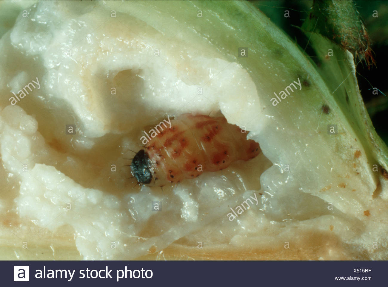 Bollworm Cotton Stock Photos & Bollworm Cotton Stock Images - Alamy