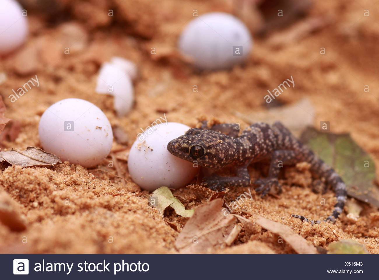 Lizard Hatching High Resolution Stock Photography and Images - Alamy