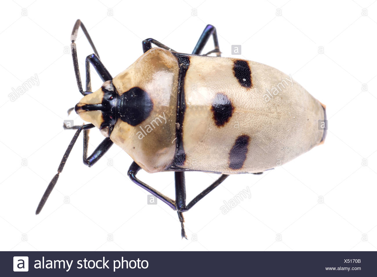 Brown Shield Bug Stock Photos & Brown Shield Bug Stock Images - Alamy