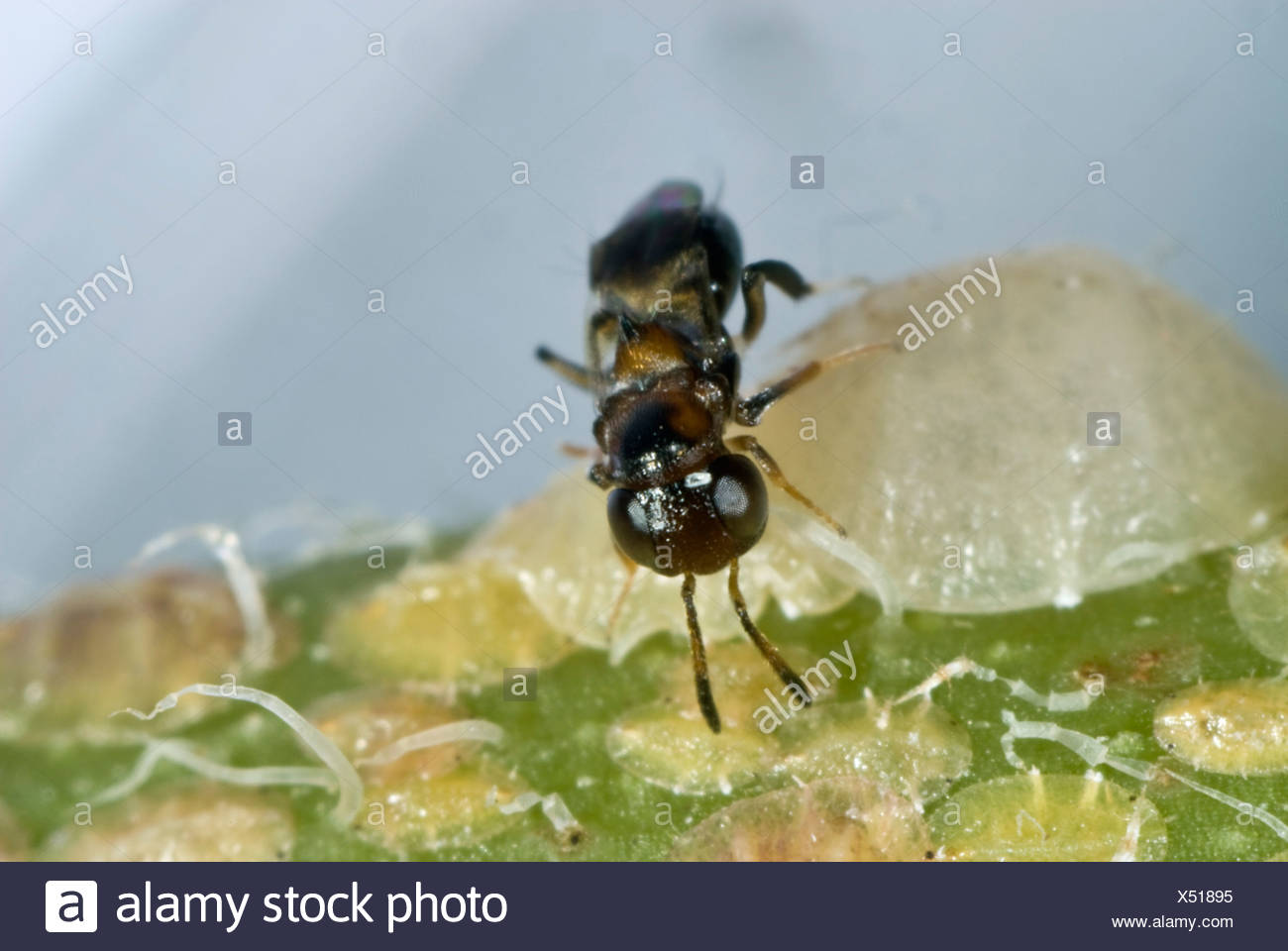 Commercial Biological Control High Resolution Stock Photography and ...