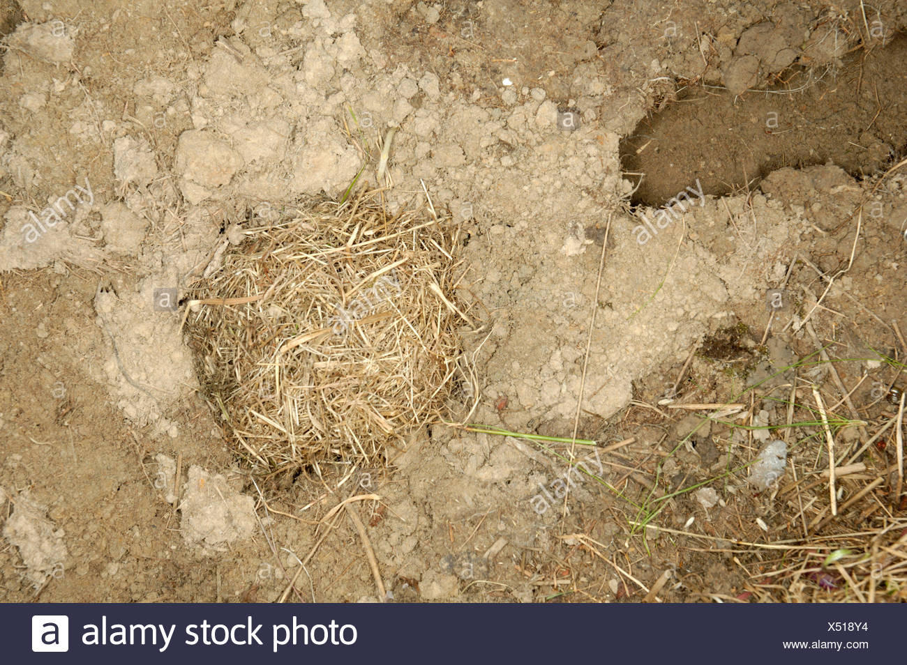 Field Vole High Resolution Stock Photography and Images - Alamy