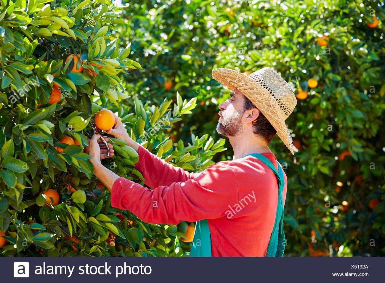 Orange Tree Fruit Field High Resolution Stock Photography and Images ...