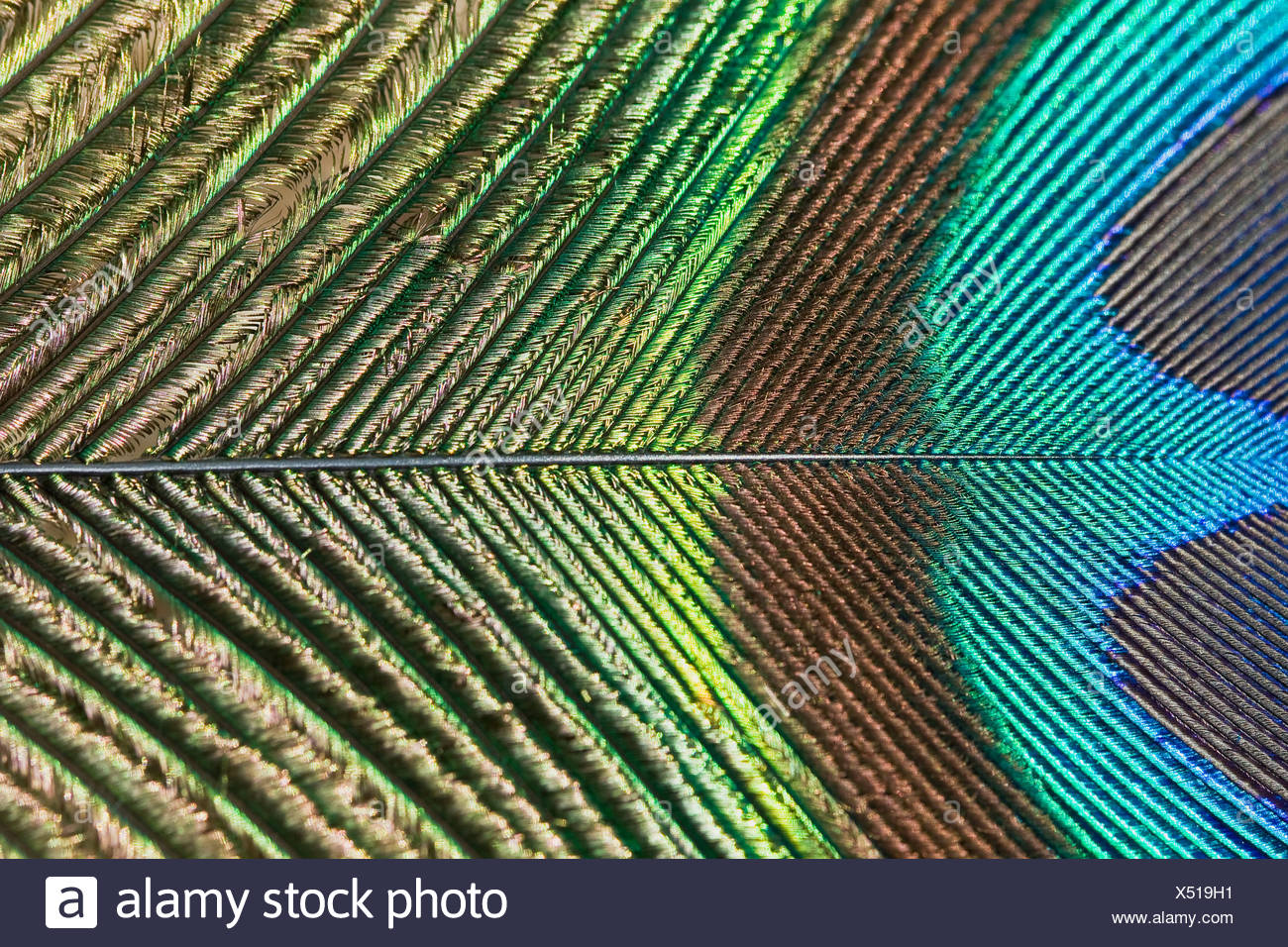 Peacock Blue Texture High Resolution Stock Photography and Images - Alamy