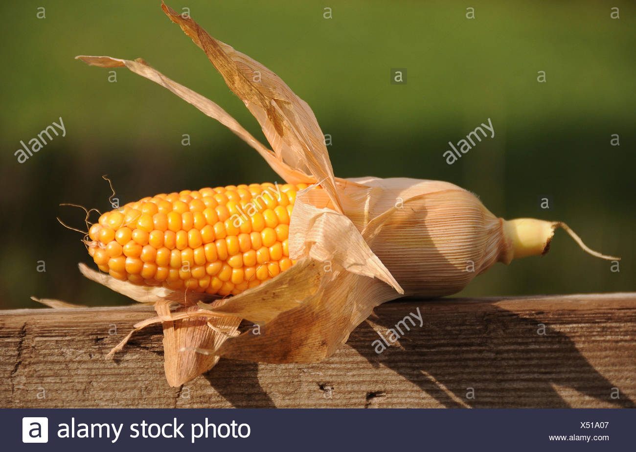 Maize Corn Zea Mays Corncob High Resolution Stock Photography and ...