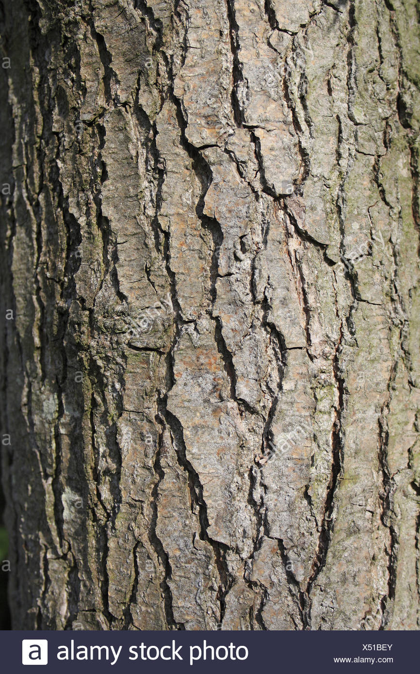 Common Alder Tree Bark High Resolution Stock Photography and Images - Alamy