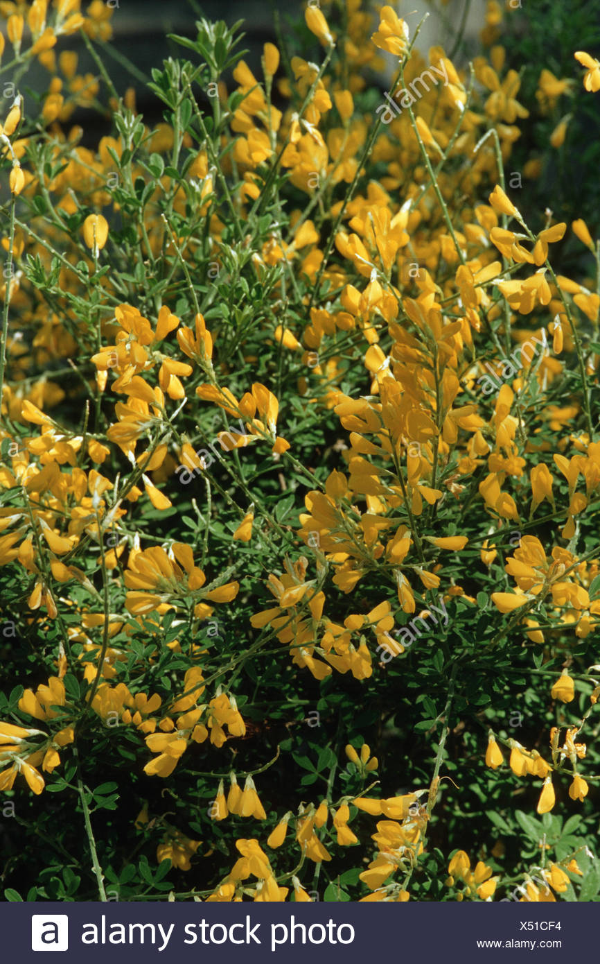 Genista Canariensis High Resolution Stock Photography and Images - Alamy