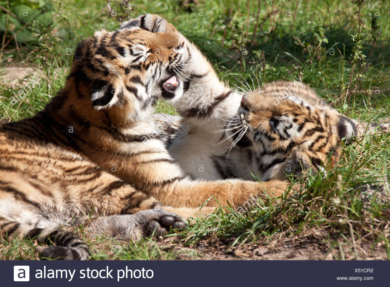 Tigerbaby High Resolution Stock Photography and Images - Alamy