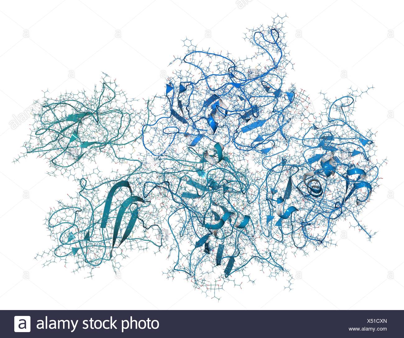 Blood Coagulation Factor High Resolution Stock Photography and Images ...