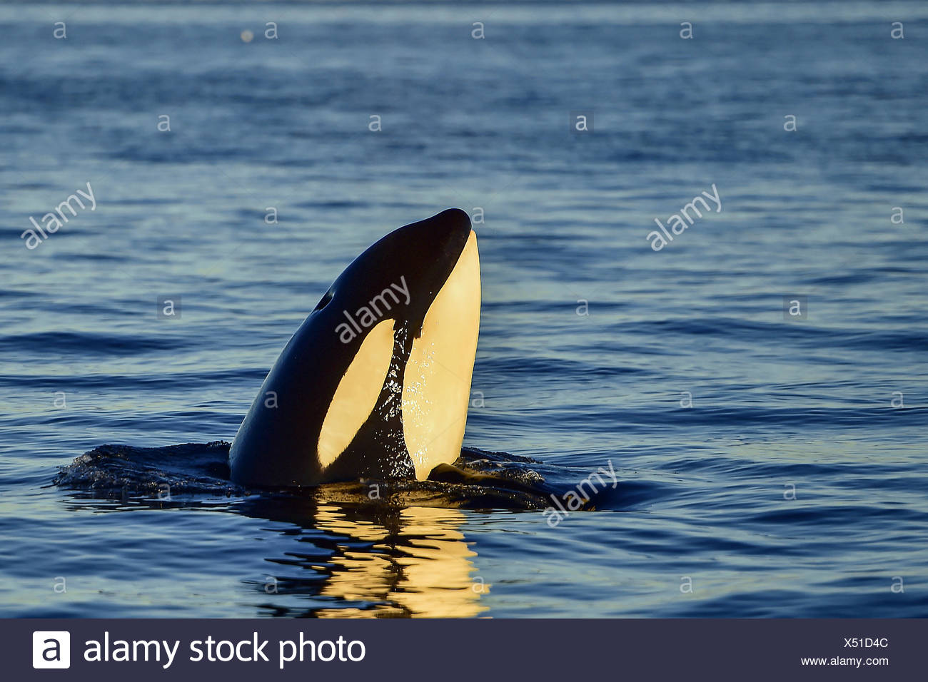 Spyhopping Orca High Resolution Stock Photography and Images - Alamy
