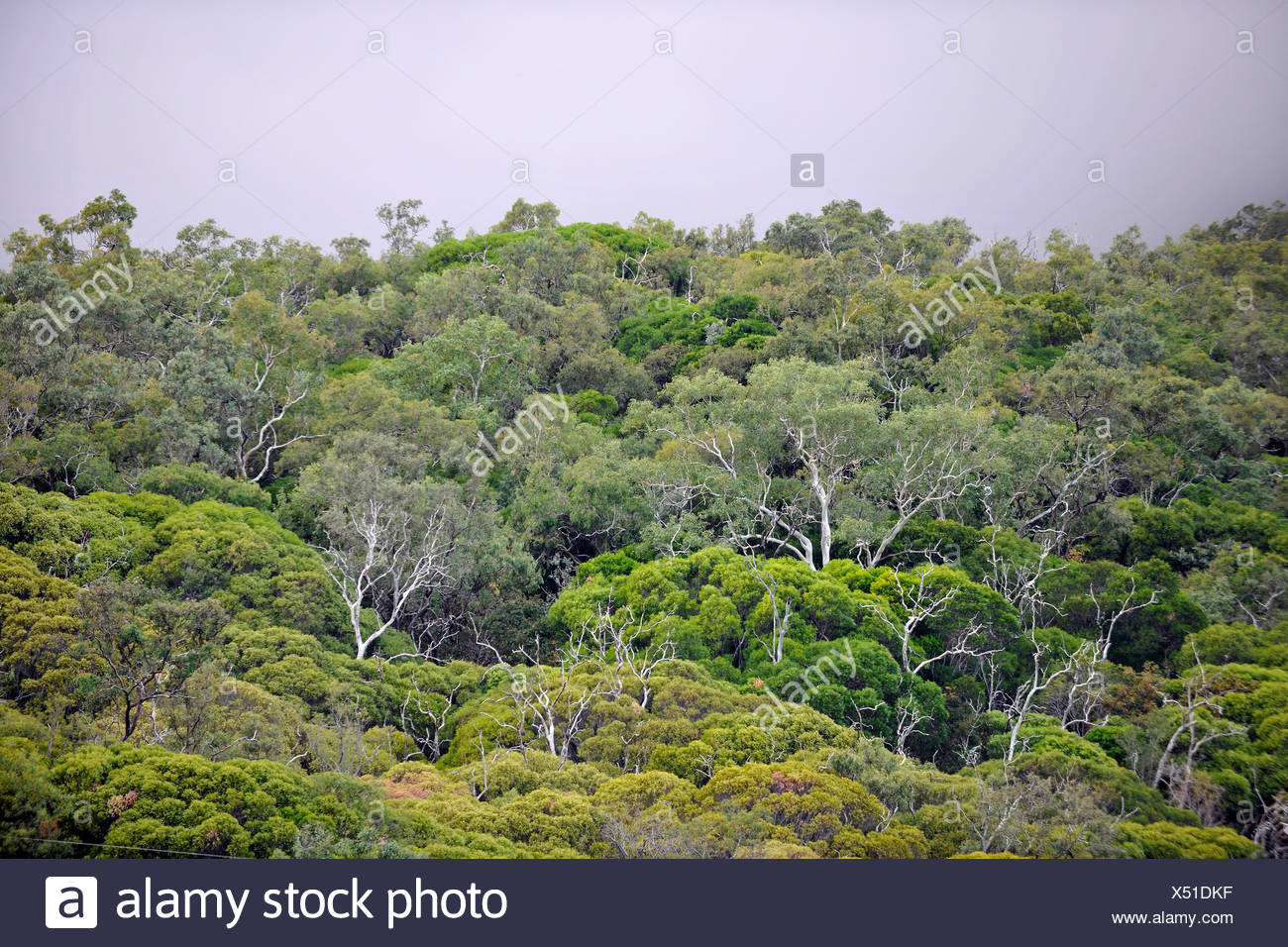 Tropical Rainforests Queensland High Resolution Stock Photography and ...