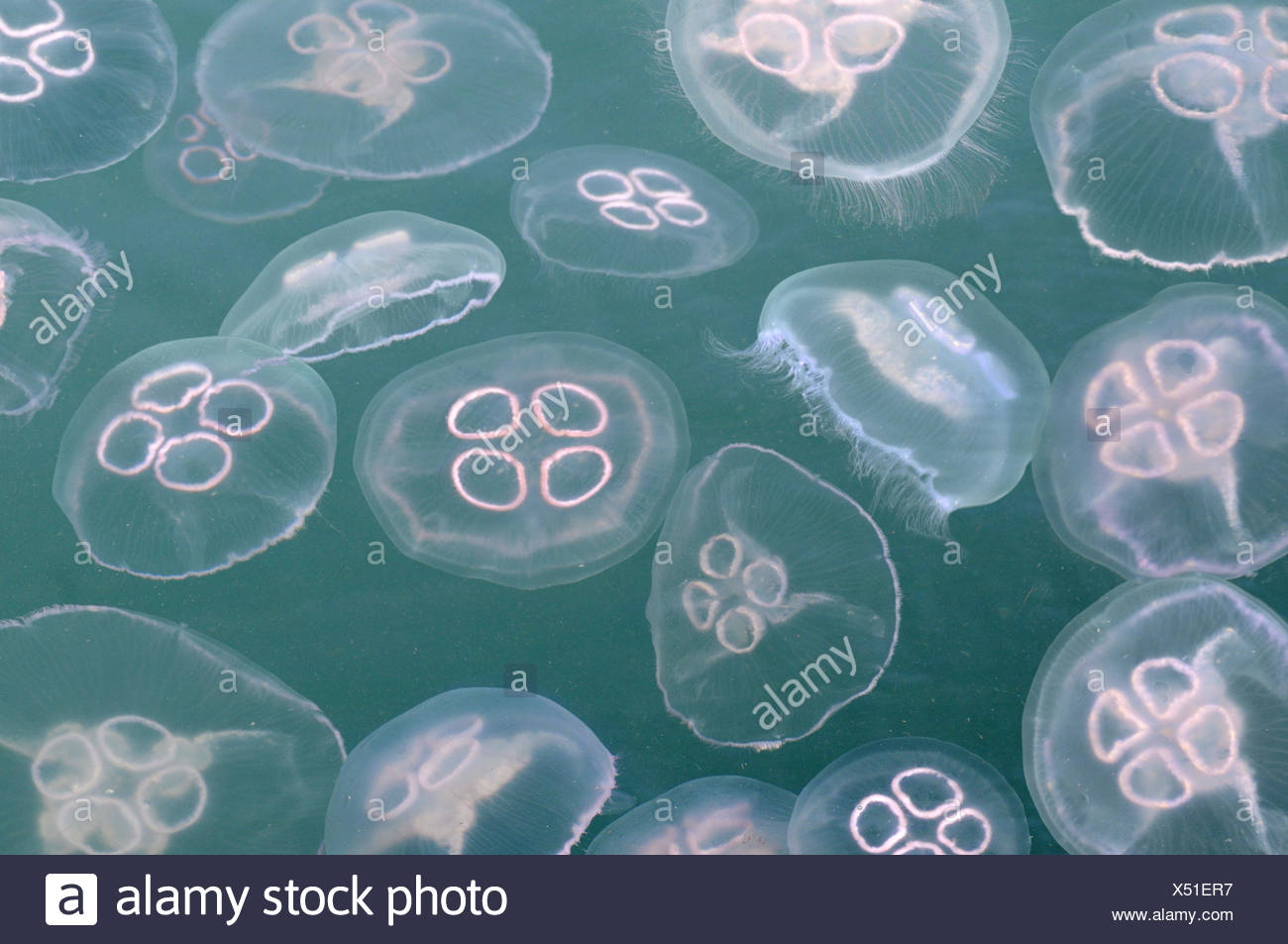 Cnidaria Moon High Resolution Stock Photography and Images - Alamy