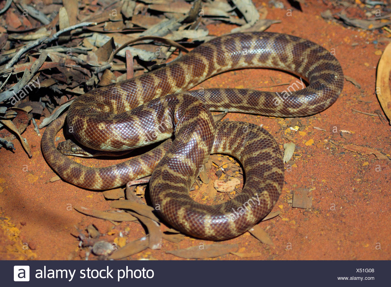 Childrens Python Antaresia Childreni High Resolution Stock Photography ...
