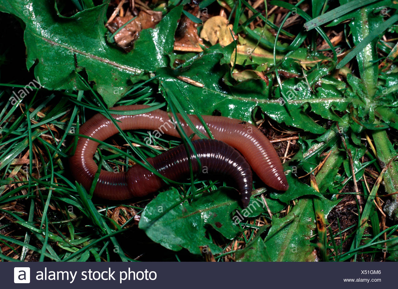 Rain Worm High Resolution Stock Photography and Images - Alamy