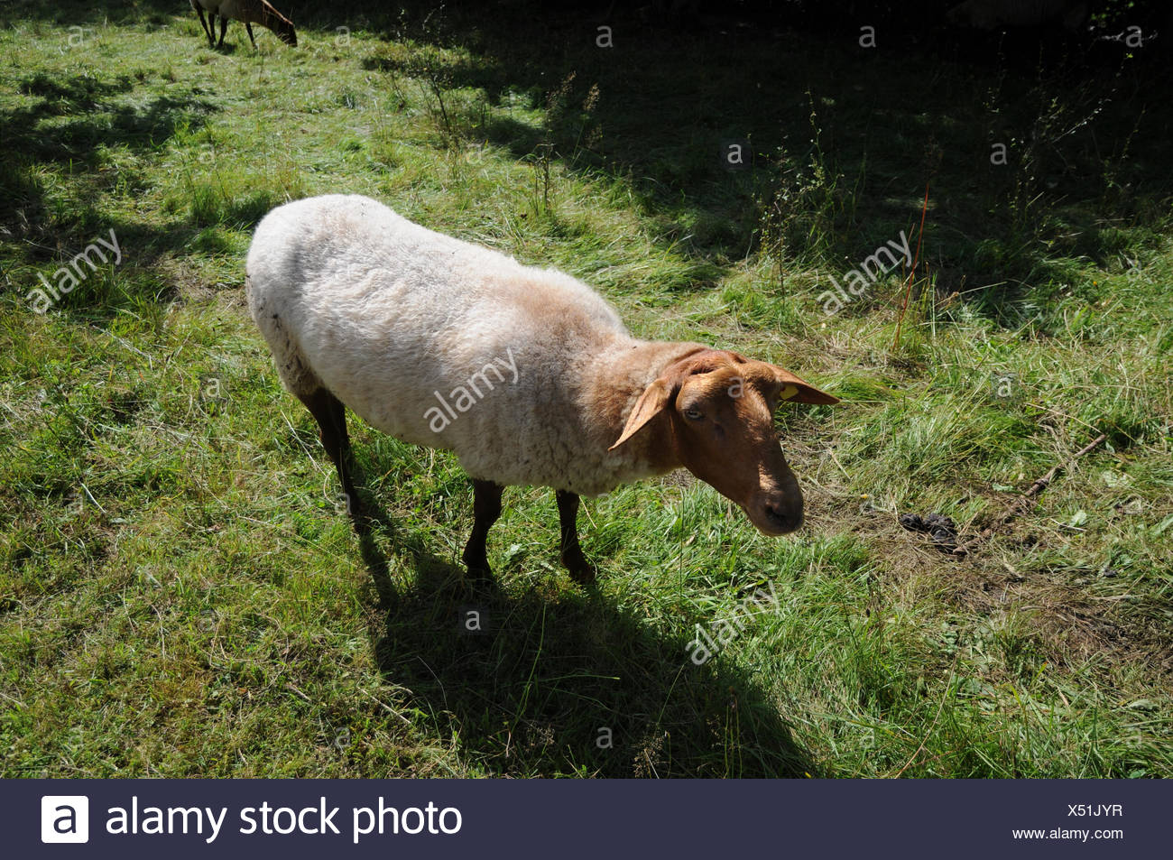 Fox Sheep High Resolution Stock Photography and Images - Alamy