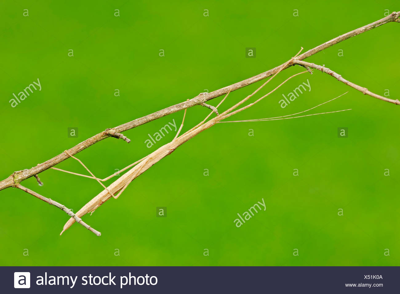 Sipyloidea High Resolution Stock Photography and Images - Alamy