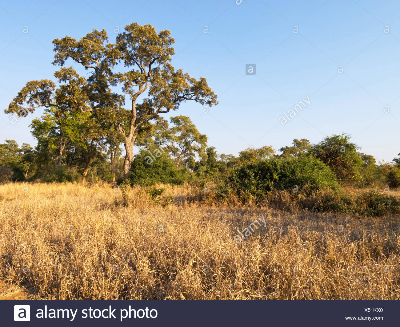 Savanna Tree Shrub Grass High Resolution Stock Photography and Images ...