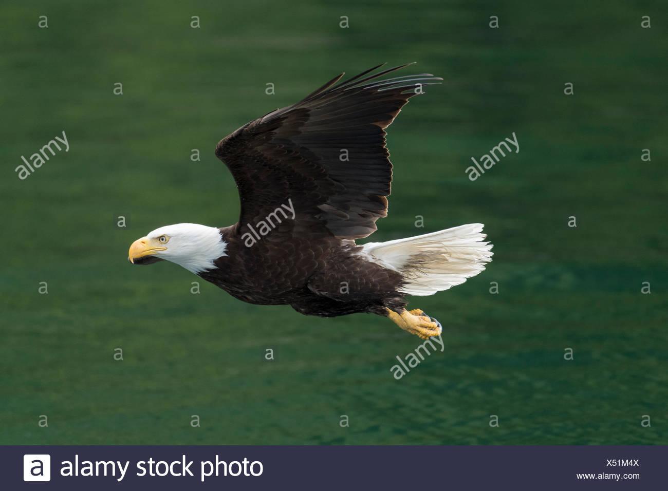 Bald Eagle Flying Over Water High Resolution Stock Photography and ...