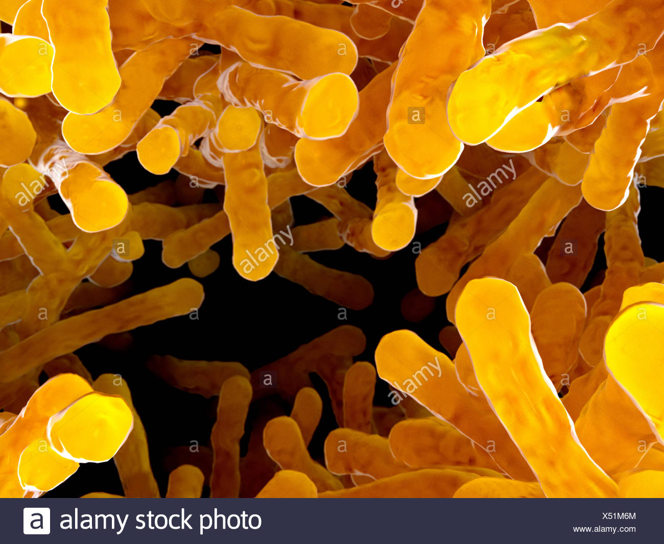 Bacillus Colony High Resolution Stock Photography and Images - Alamy