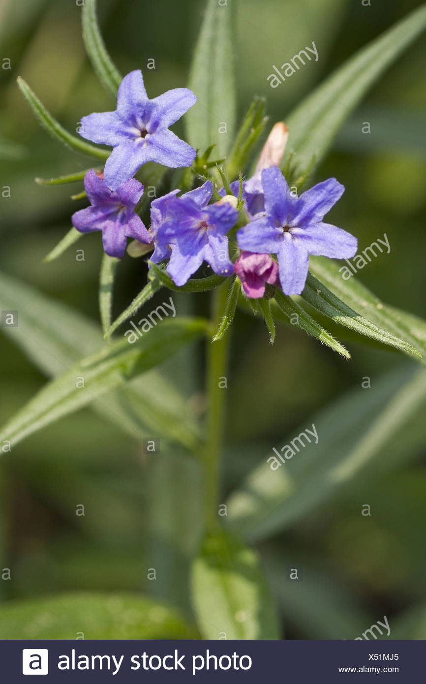 Purple Gromwell Lithospermum Purpurocaeruleum High Resolution Stock ...