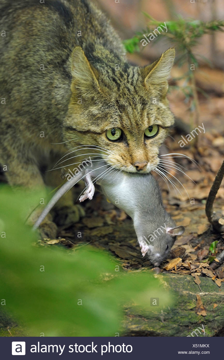 Cat Eating Rat Stock Photos & Cat Eating Rat Stock Images - Alamy