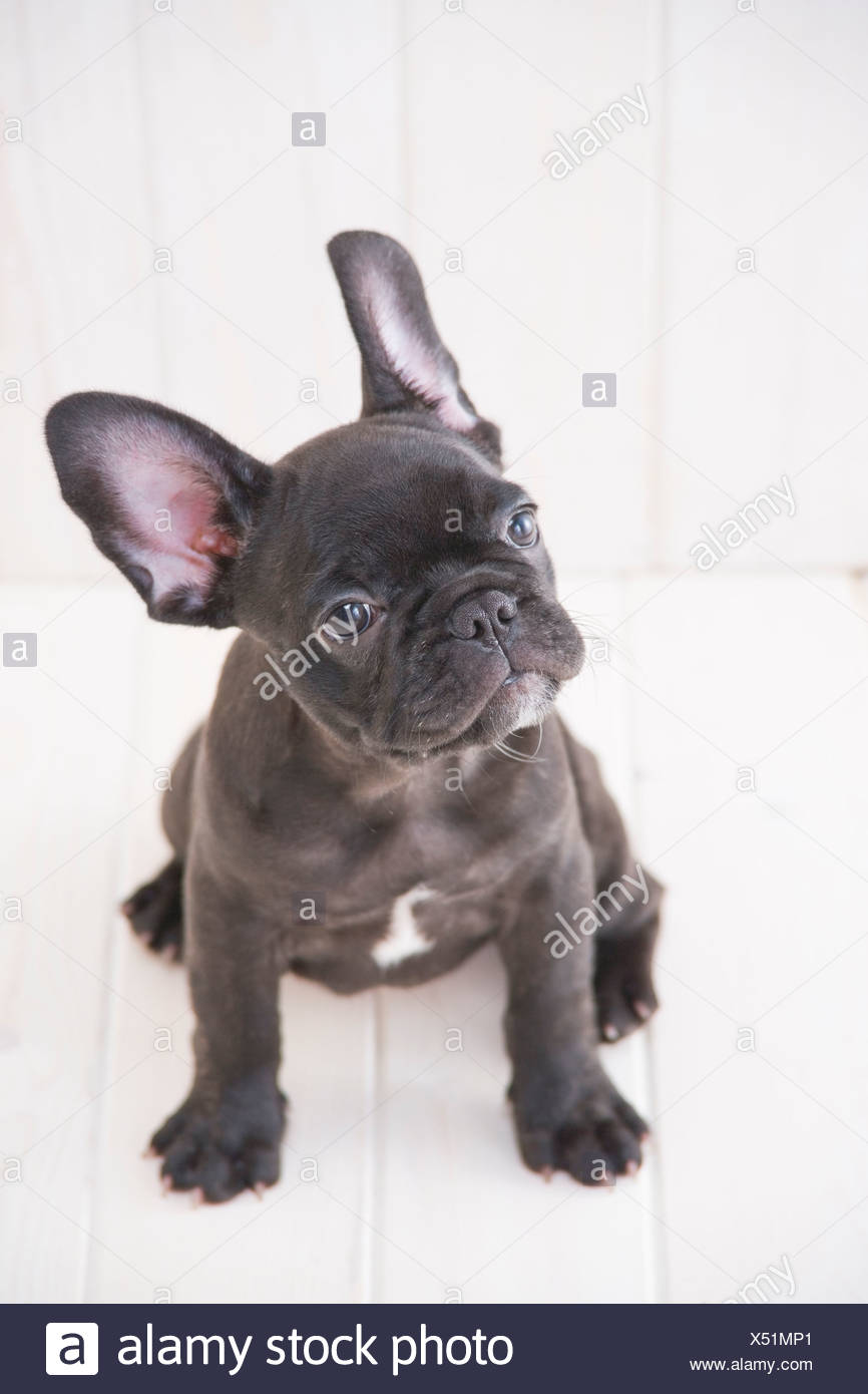 Looking French Bulldog High Resolution Stock Photography and Images - Alamy