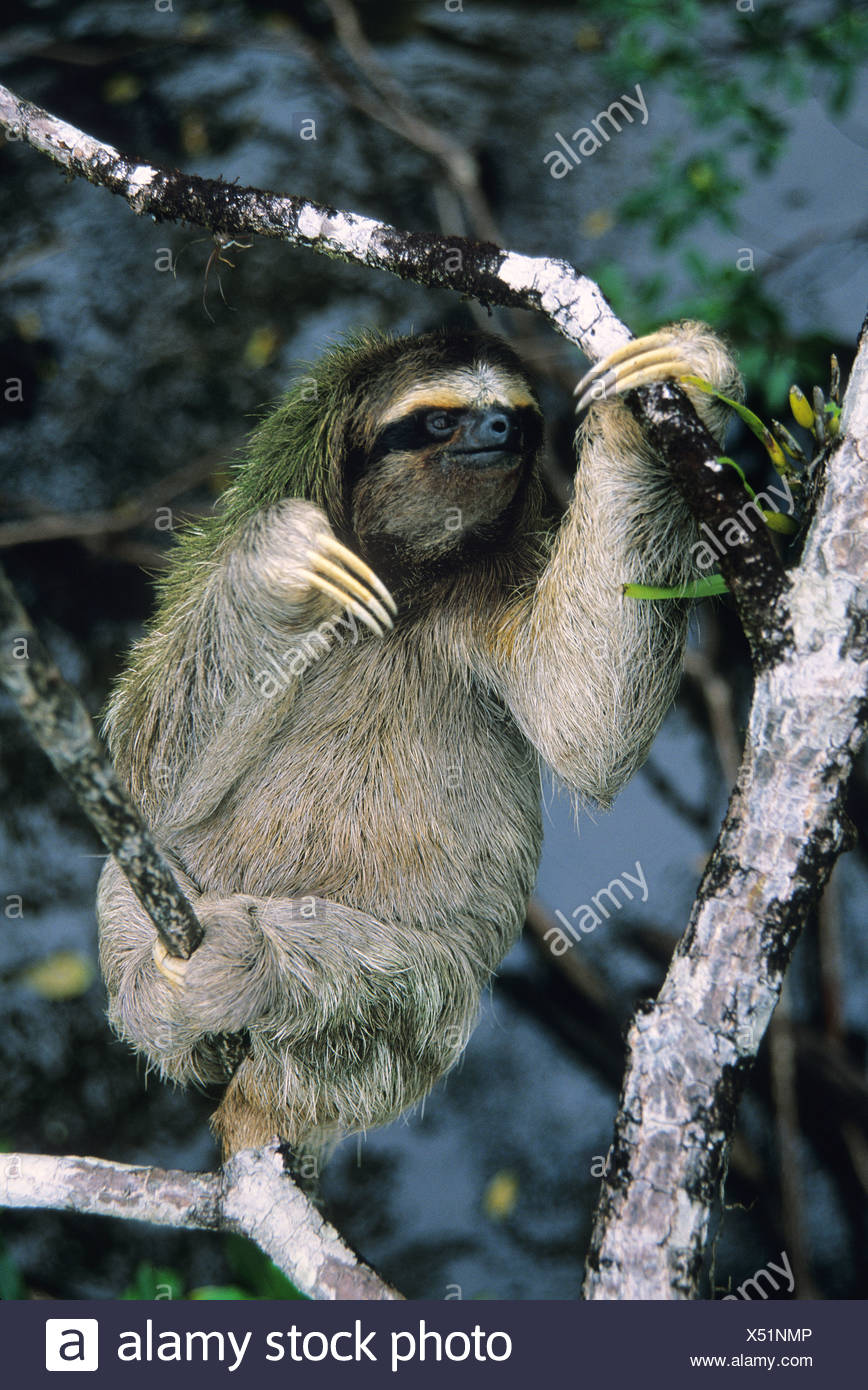 Sloths In Tree Stock Photos & Sloths In Tree Stock Images - Alamy
