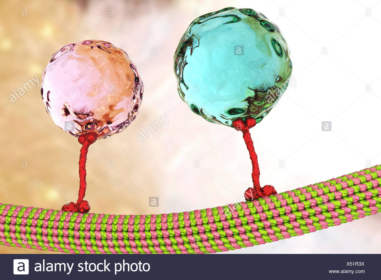 Microtubule Cytoskeleton High Resolution Stock Photography and Images ...