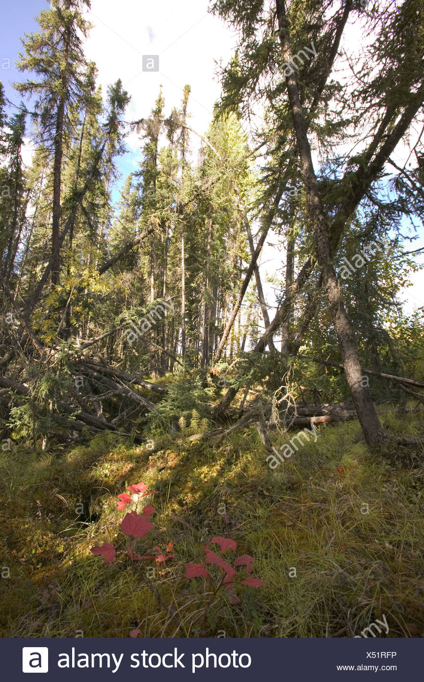 Drunken Forest High Resolution Stock Photography and Images - Alamy