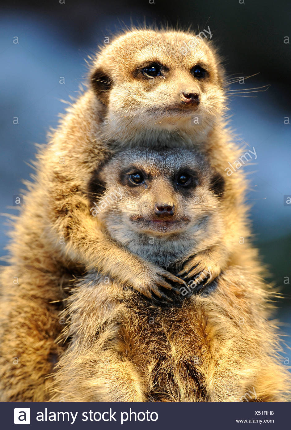 Meerkats Hugging Stock Photos & Meerkats Hugging Stock Images - Alamy