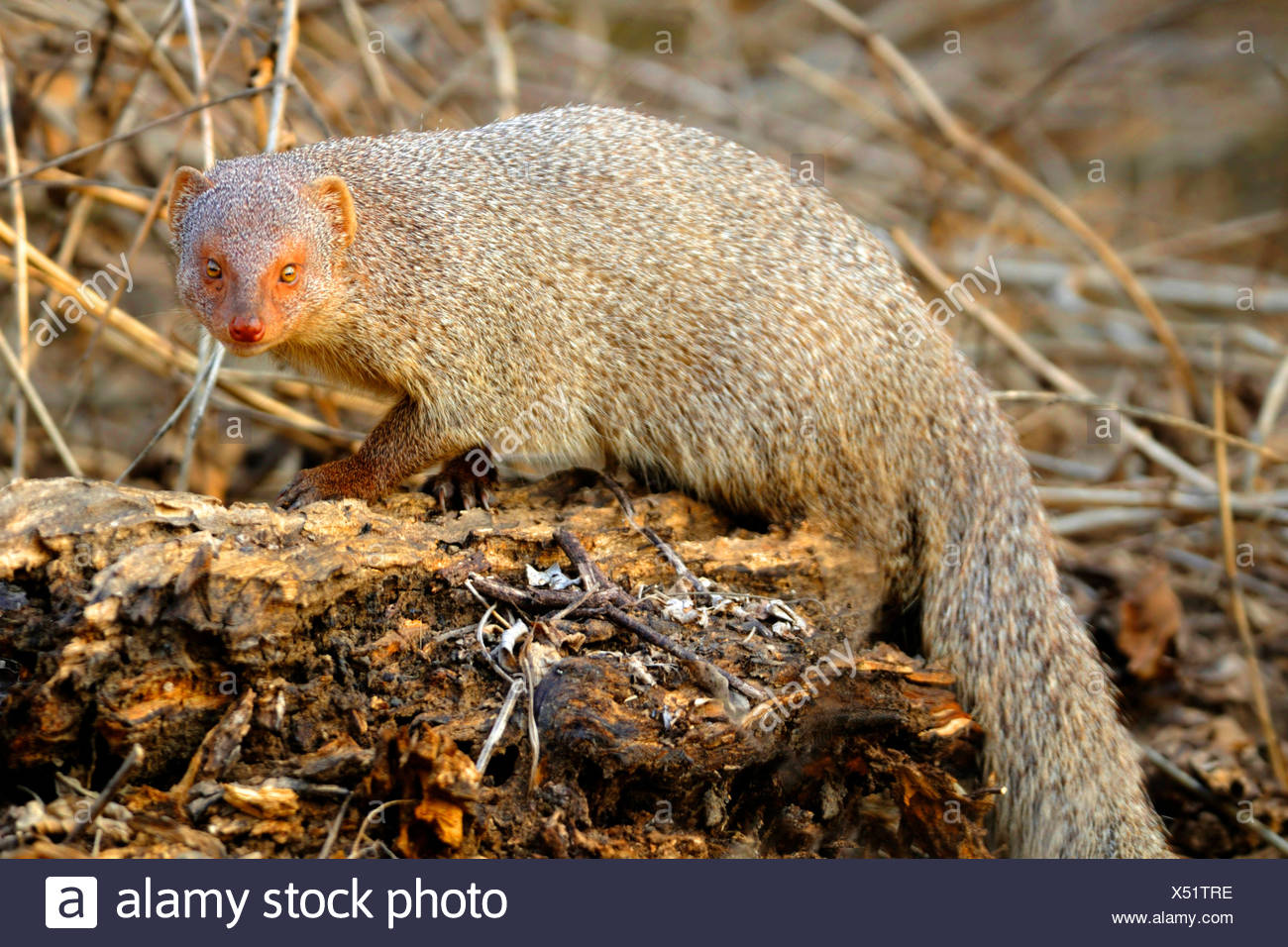 Indian Mongoose Stock Photos & Indian Mongoose Stock Images - Alamy