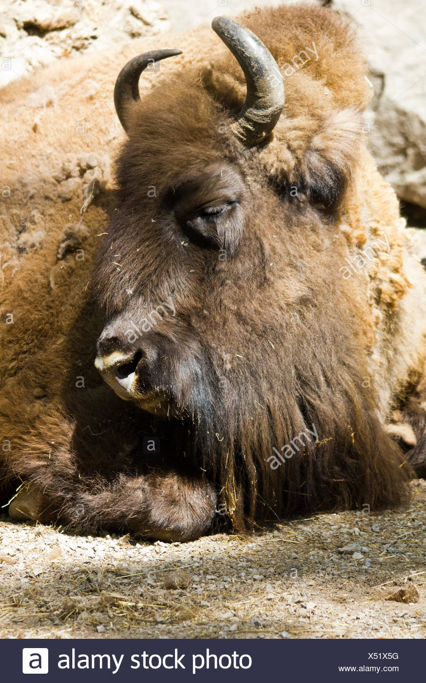 Buffalo Tongue High Resolution Stock Photography and Images - Alamy