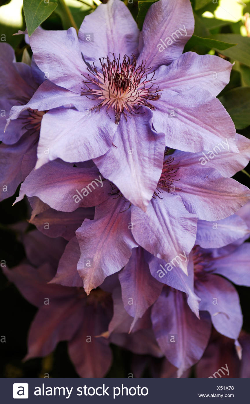 Purple Flower Creeper High Resolution Stock Photography and Images - Alamy