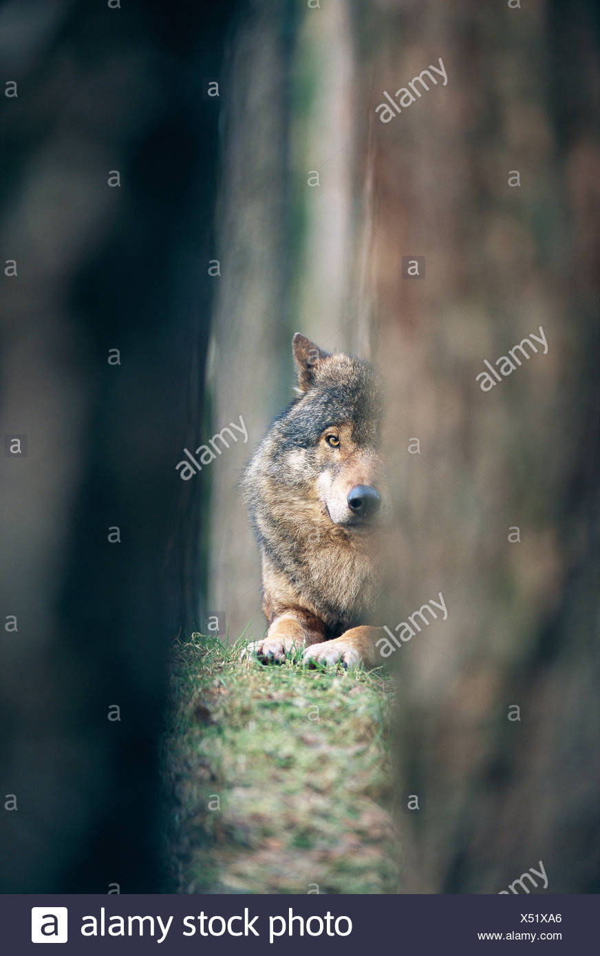 Wolf Behind Tree High Resolution Stock Photography and Images - Alamy