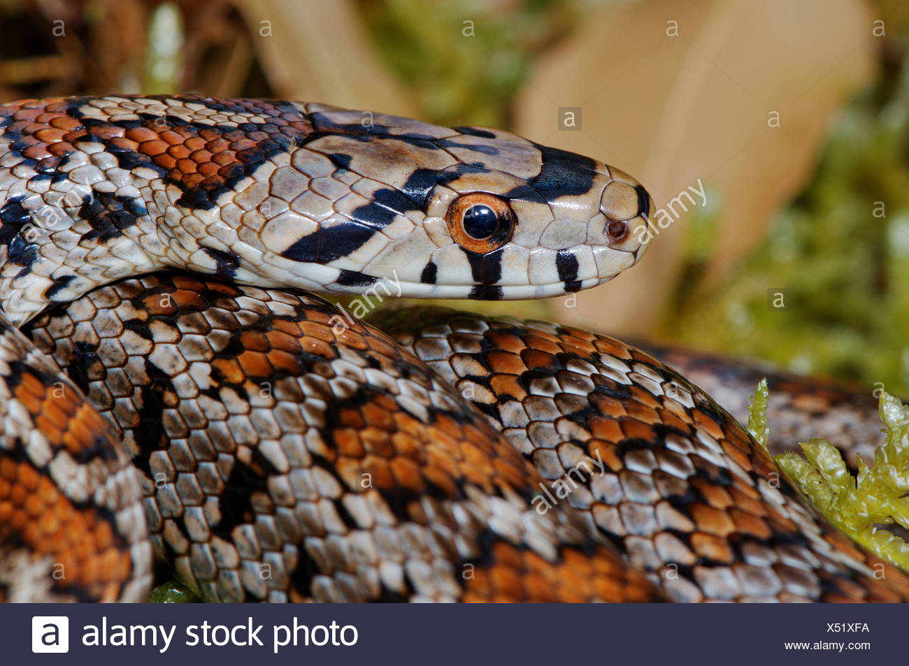 Venomous Snakes Of Greece High Resolution Stock Photography and Images ...