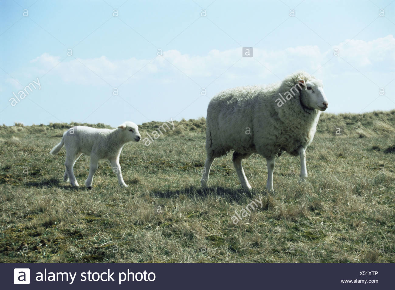 Following Sheep Stock Photos & Following Sheep Stock Images - Alamy