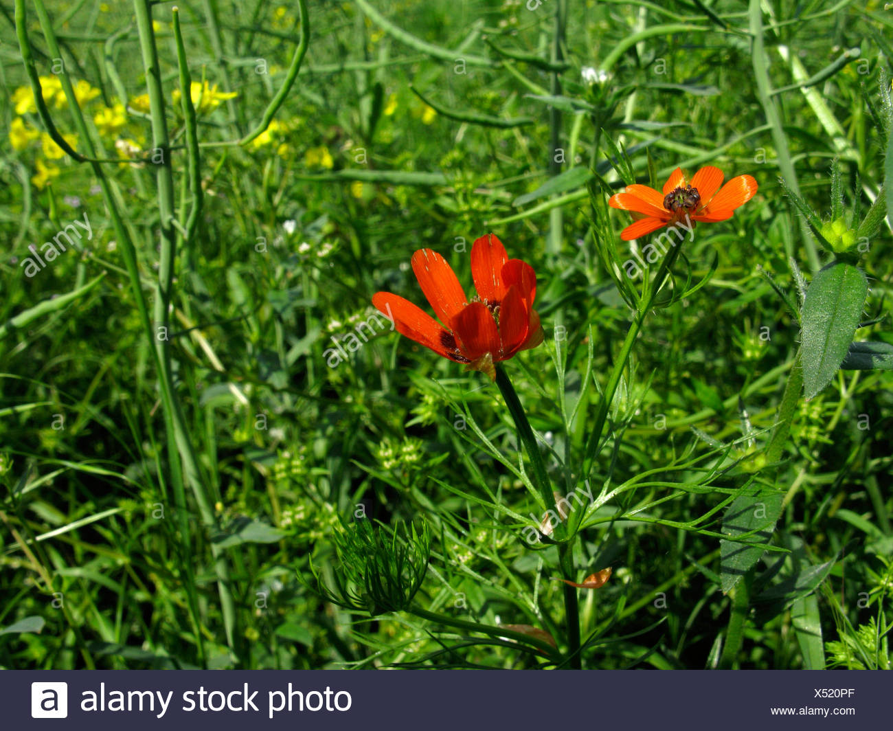 Adonis Aestivalis High Resolution Stock Photography and Images - Alamy