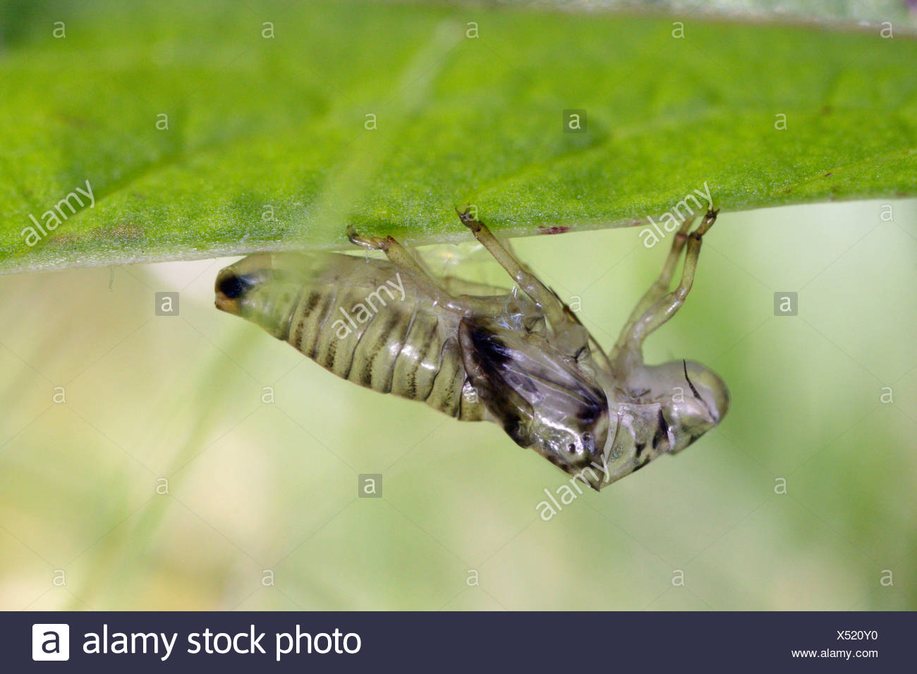 Empty Exuvia Of A High Resolution Stock Photography and Images - Alamy