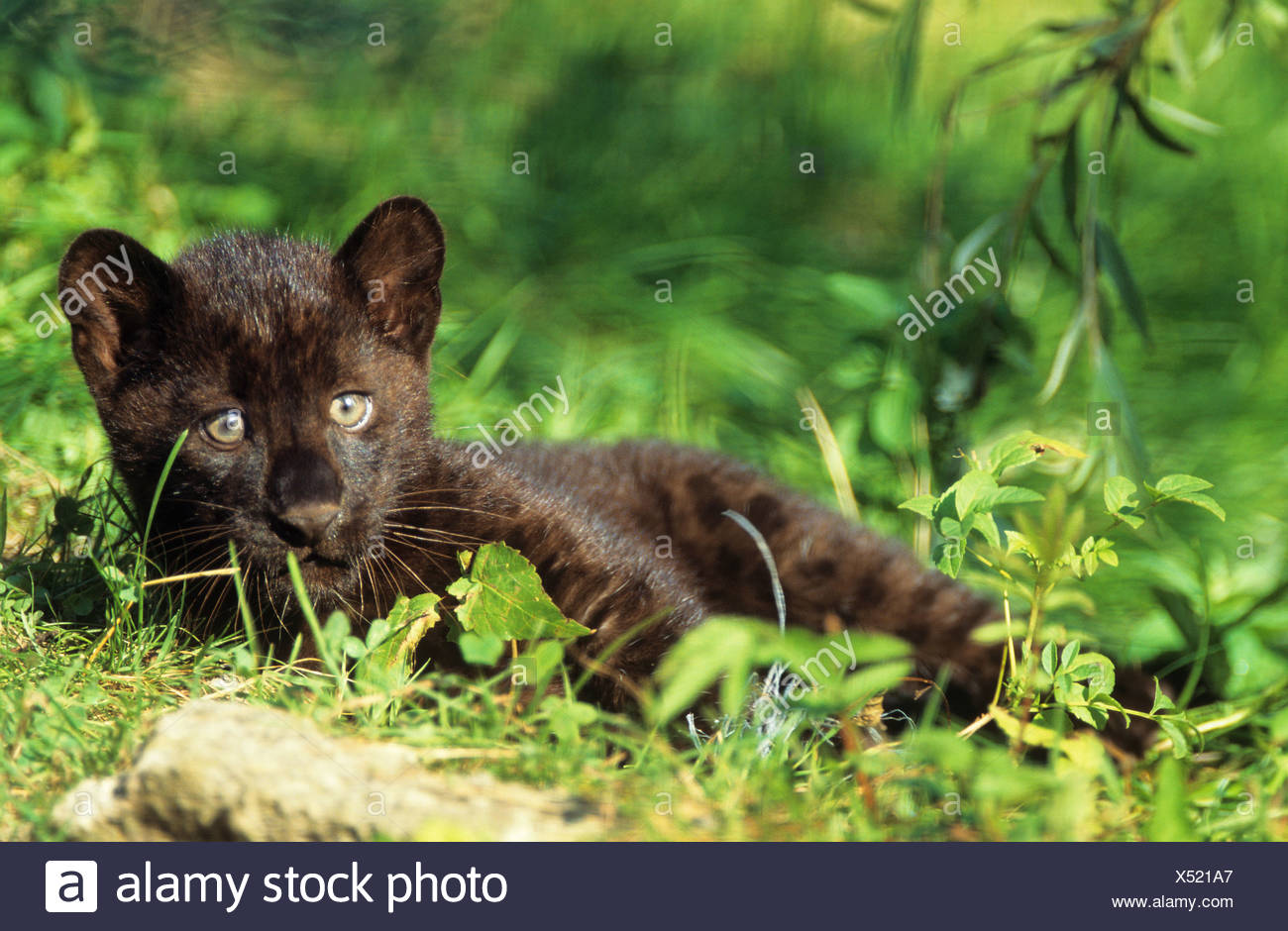 Black Panther High Resolution Stock Photography and Images - Alamy