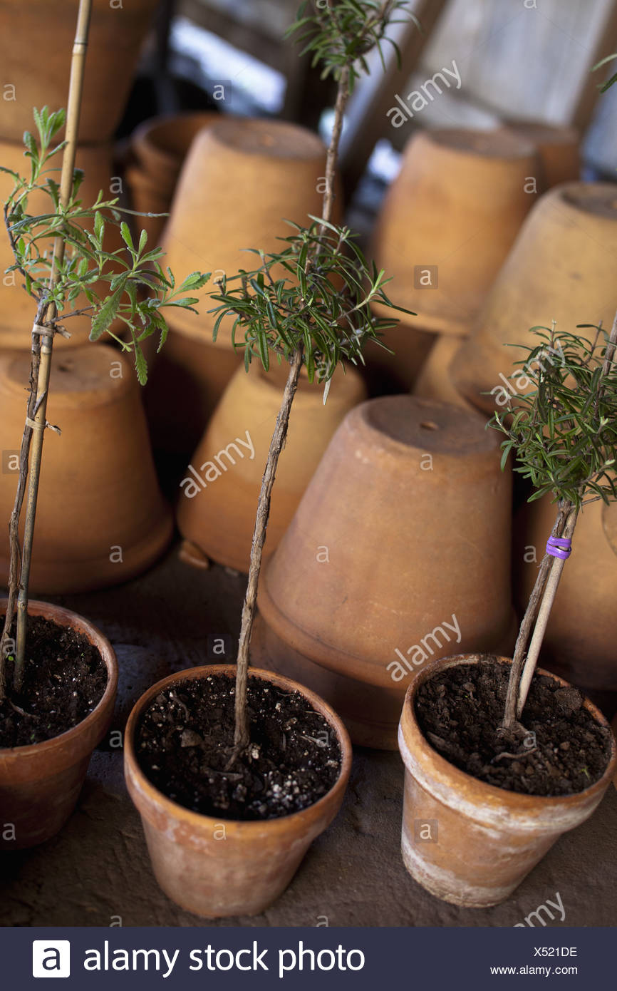 Clay Plant Pots High Resolution Stock Photography and Images - Alamy