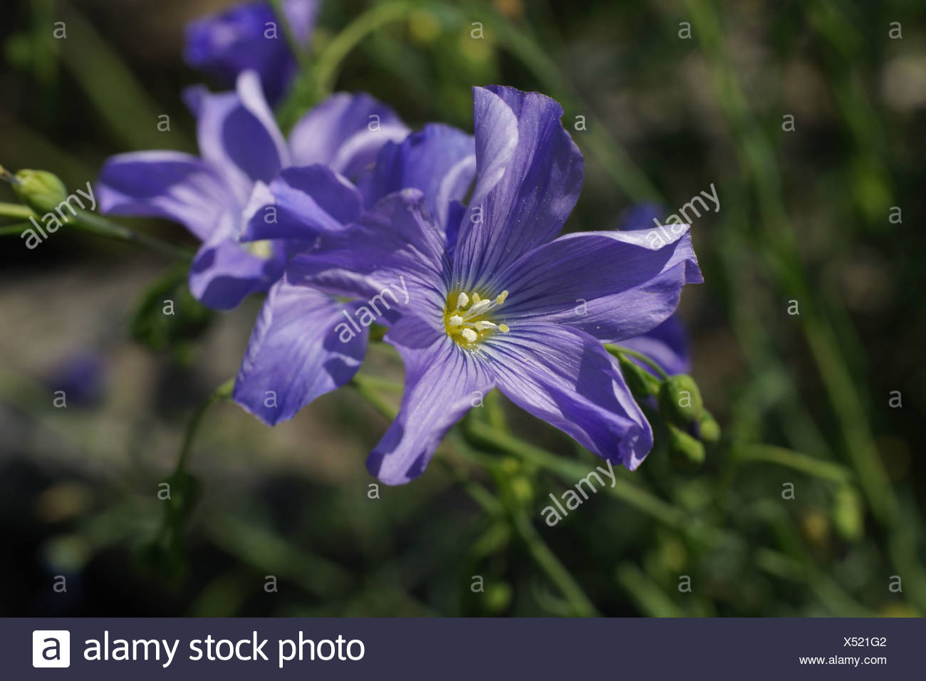 Blue Flax Stock Photos & Blue Flax Stock Images - Alamy