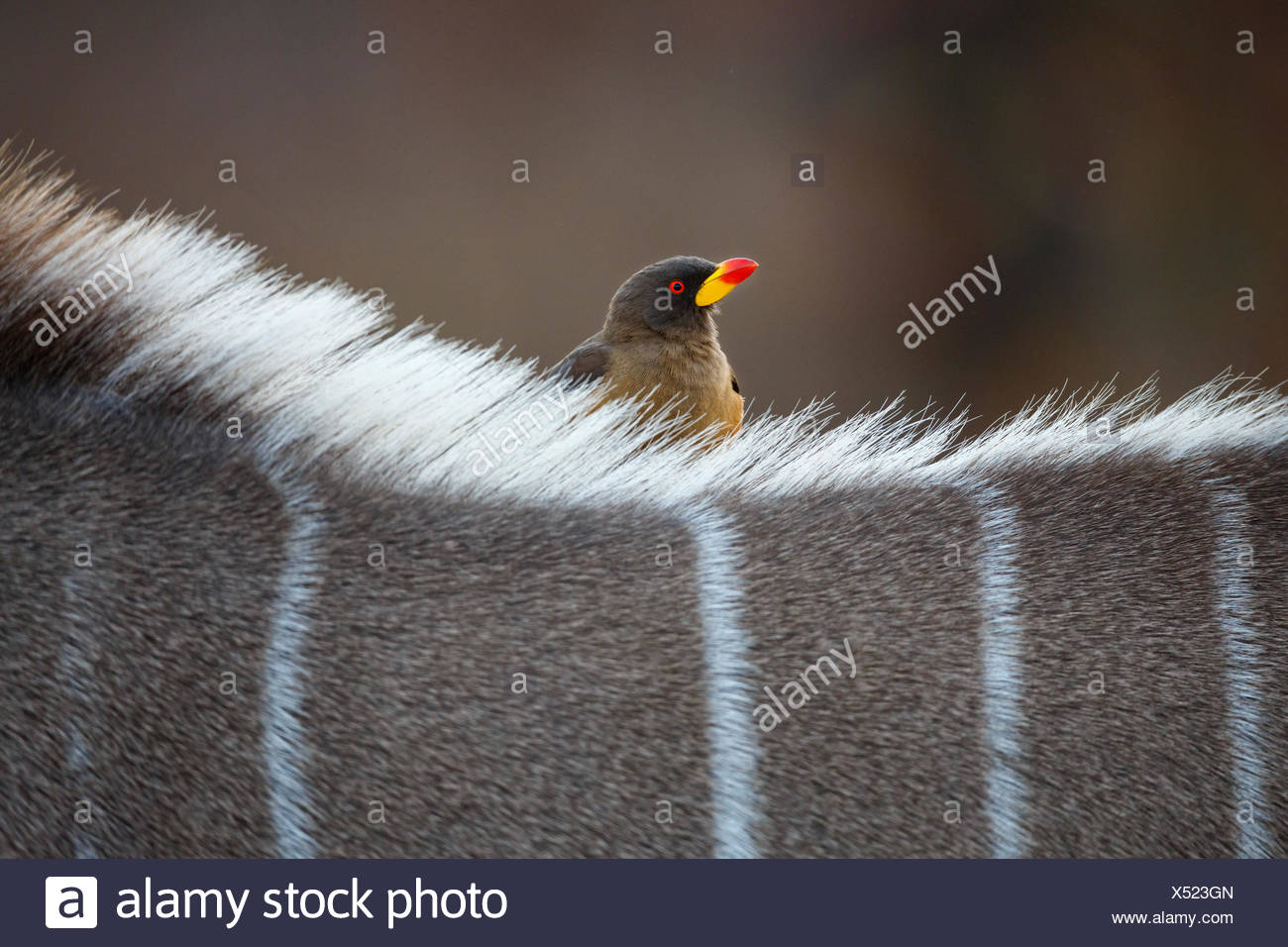 Two Toed Bird Stock Photos & Two Toed Bird Stock Images - Alamy