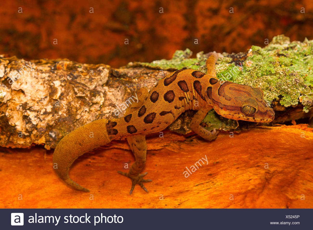 Tropical House Geckos High Resolution Stock Photography and Images - Alamy