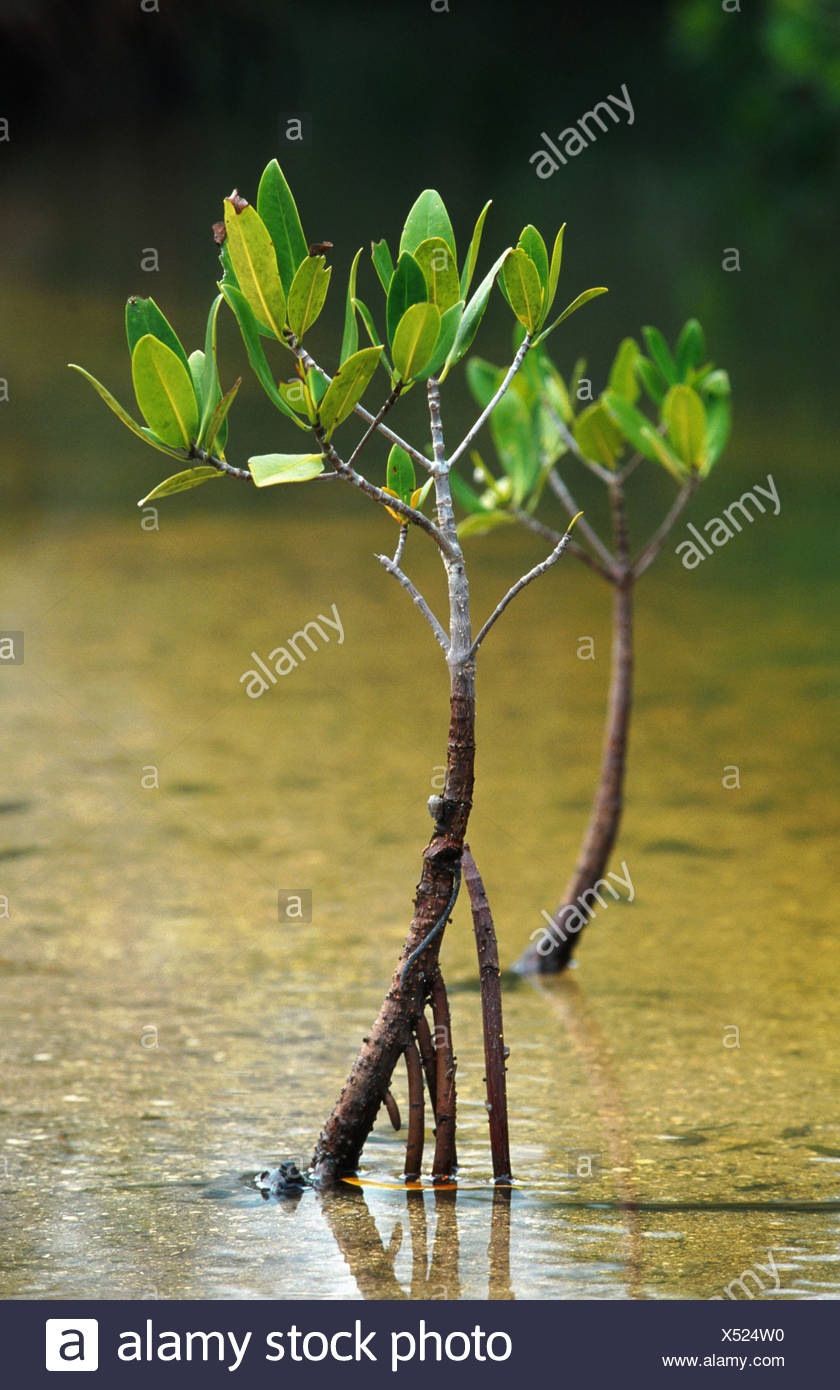American Mangroves Rhizophora Mangle High Resolution Stock Photography ...