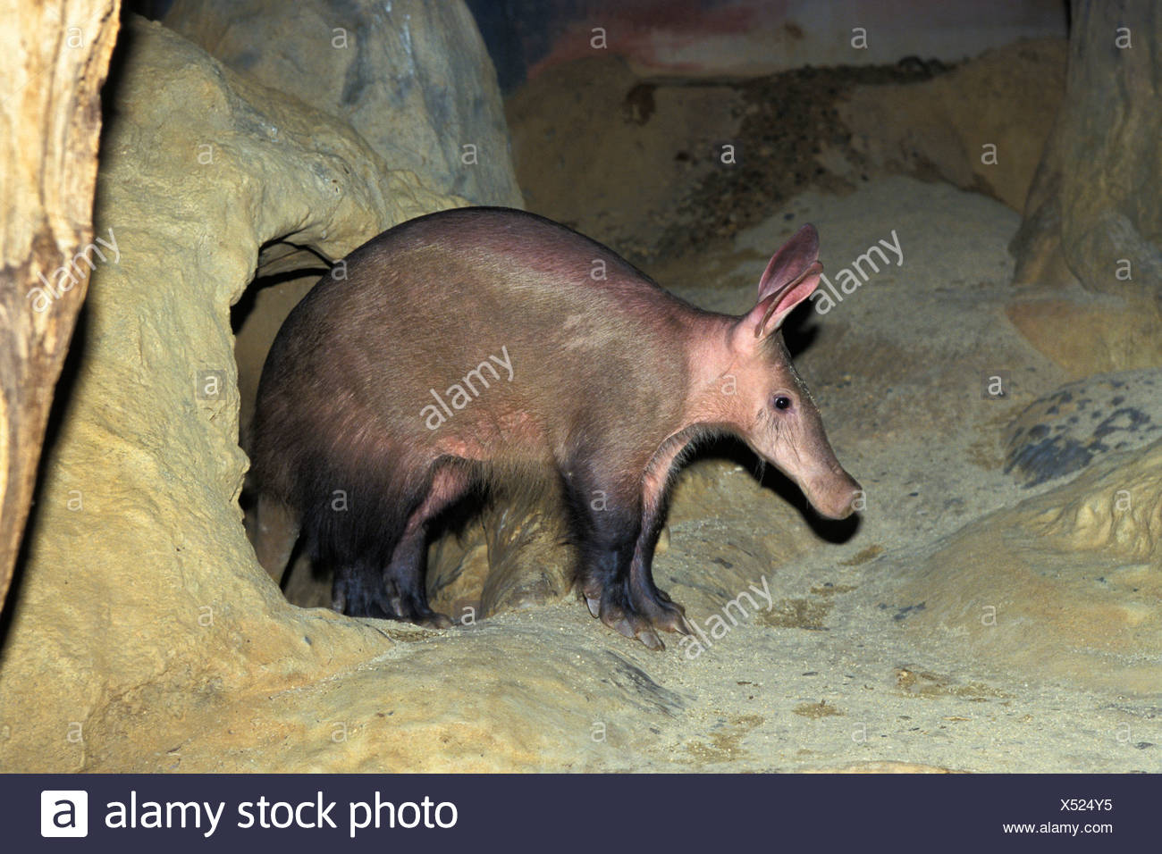 Aardvark High Resolution Stock Photography and Images - Alamy
