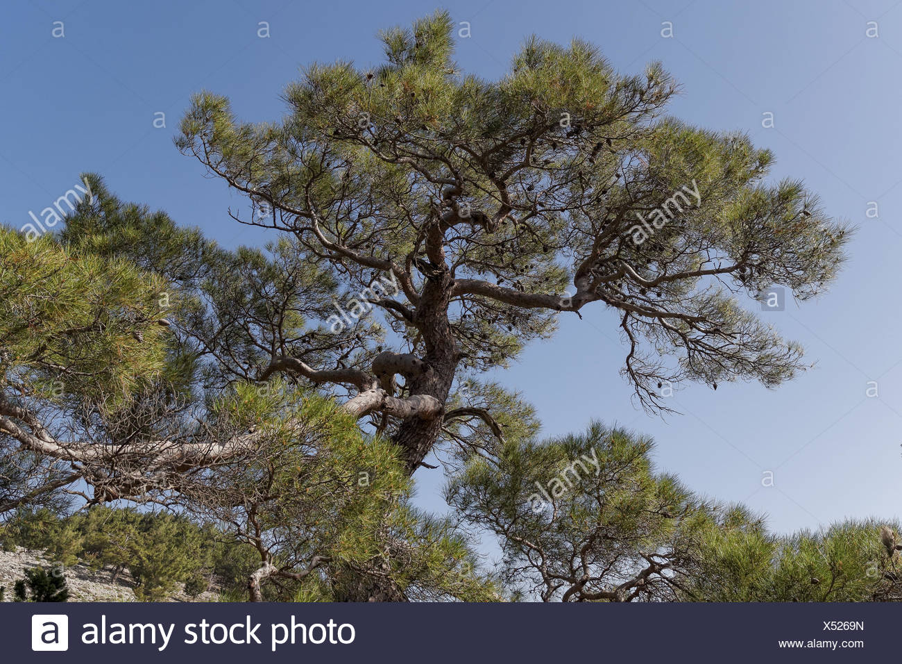 Brutia Pine High Resolution Stock Photography and Images - Alamy