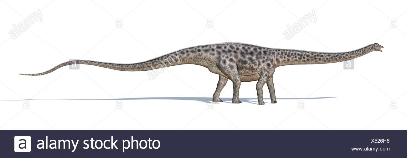 Diplodocus Fossil Stock Photos & Diplodocus Fossil Stock Images - Alamy