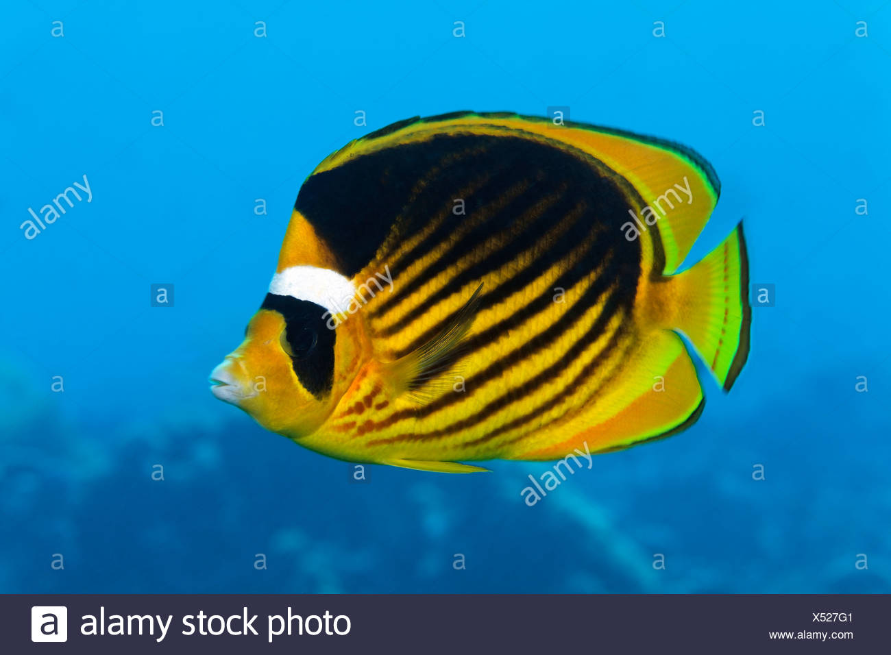 Sideways Fish High Resolution Stock Photography and Images - Alamy